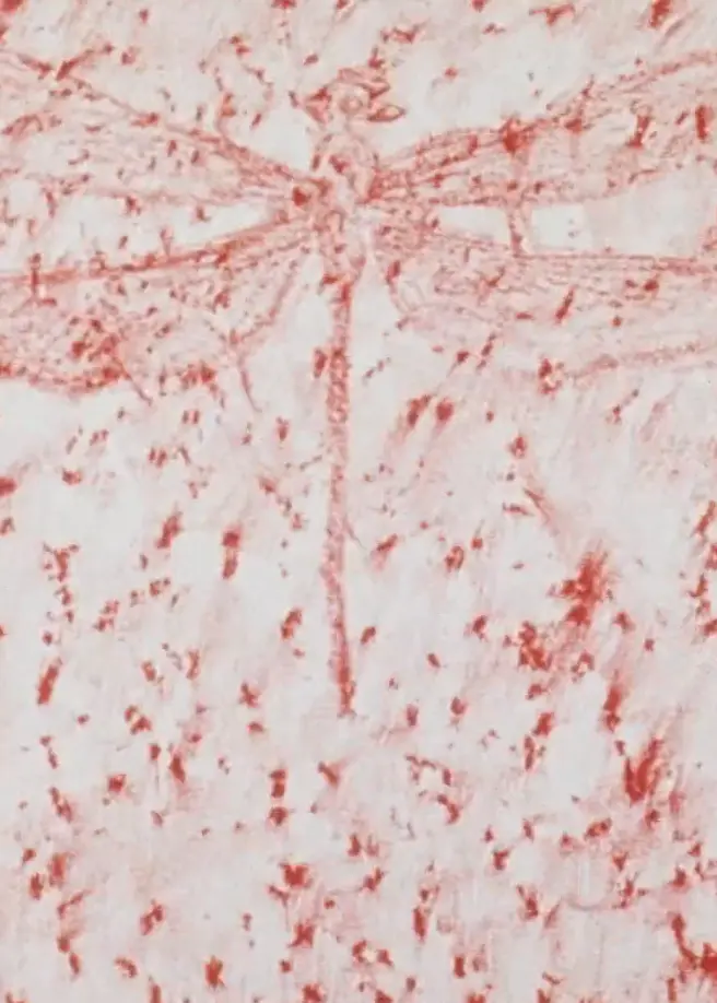 Memory of Red | Anime-Planet