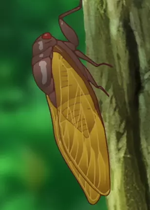 Cicada | Anime-Planet