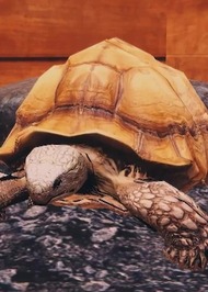Turtle | Anime-Planet